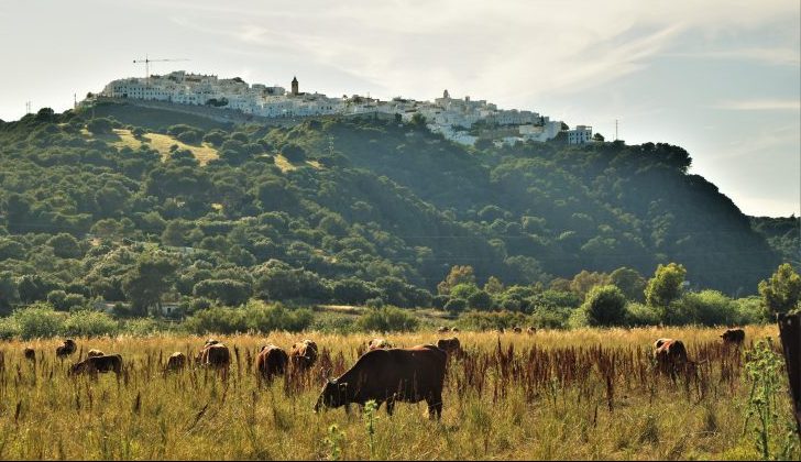 Visiting the Retinto beef festival 2021 in Cadiz province – Explore La ...